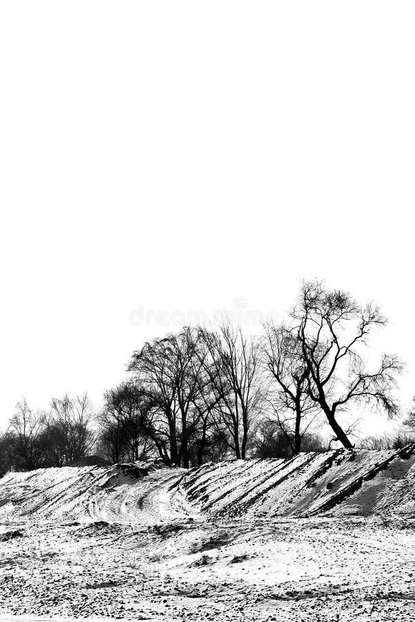 Black and White Winter Landscape with Trees and Forest, Dry Tree ...