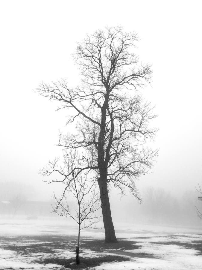 White And Black Winter Tree Stock Photo - Image of frost, winter: 33171900