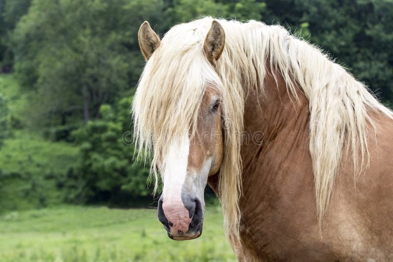 Head and Neck of a Work Horse with Long Mane and Forelock Stock Photo ...