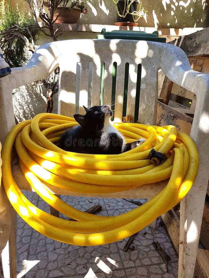 The Black and White is Wrapped Stock Photo - Image of breed, kitten ...