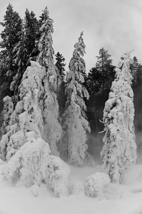 Black and White of Yellowstone National Park Stock Image - Image of ...
