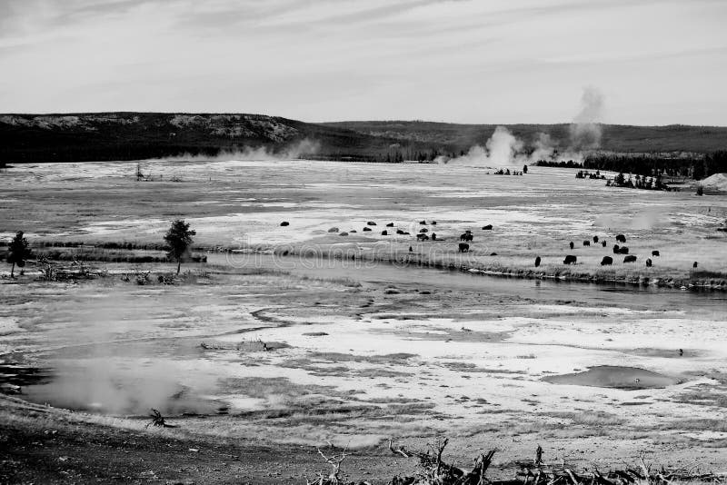 Black and White Yellowstone National Park Stock Photo - Image of black ...