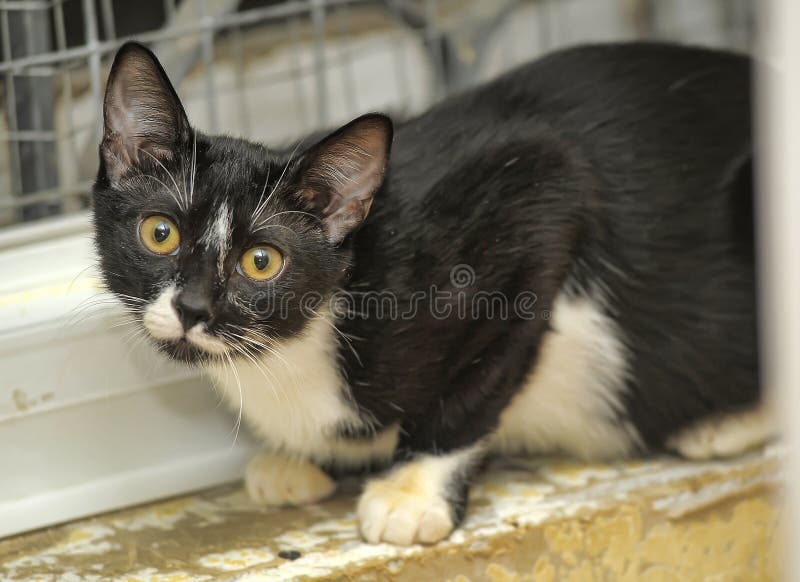 133 Black Manx Cat Stock Photos - Free & Royalty-Free Stock Photos from ...