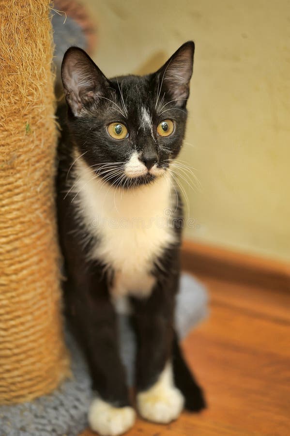 133 Black Manx Cat Stock Photos - Free & Royalty-Free Stock Photos from ...