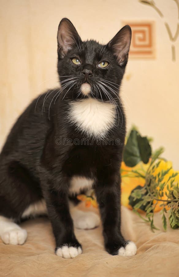 Black and white cat stock photo. Image of head, front - 183566562