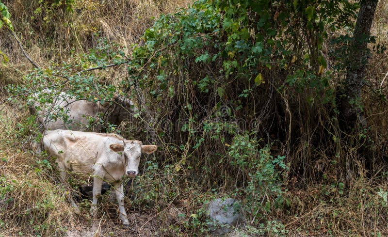 Young Dairy Calf stock photo. Image of cows, walk, farm - 140441362
