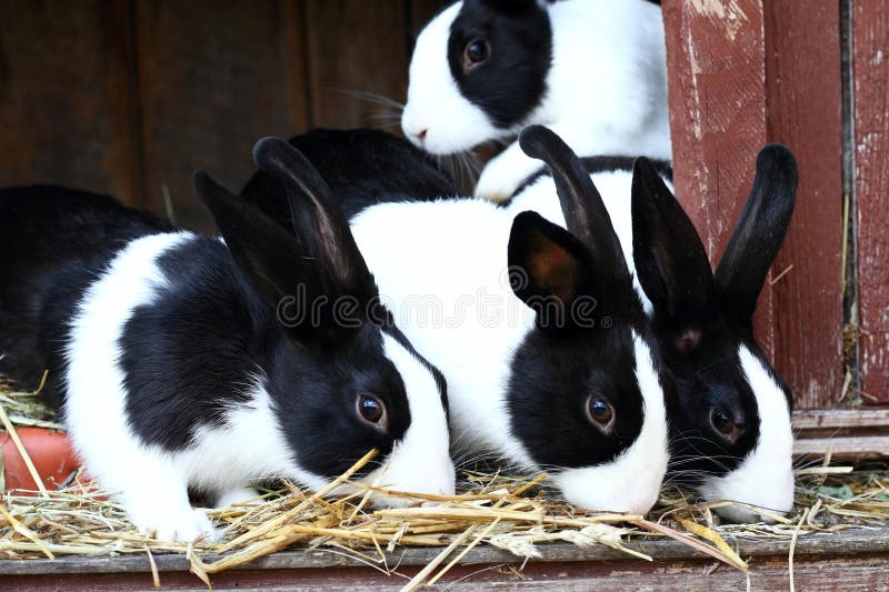 Black and White Young Rabbits in a Hutch Stock Image - Image of animal ...