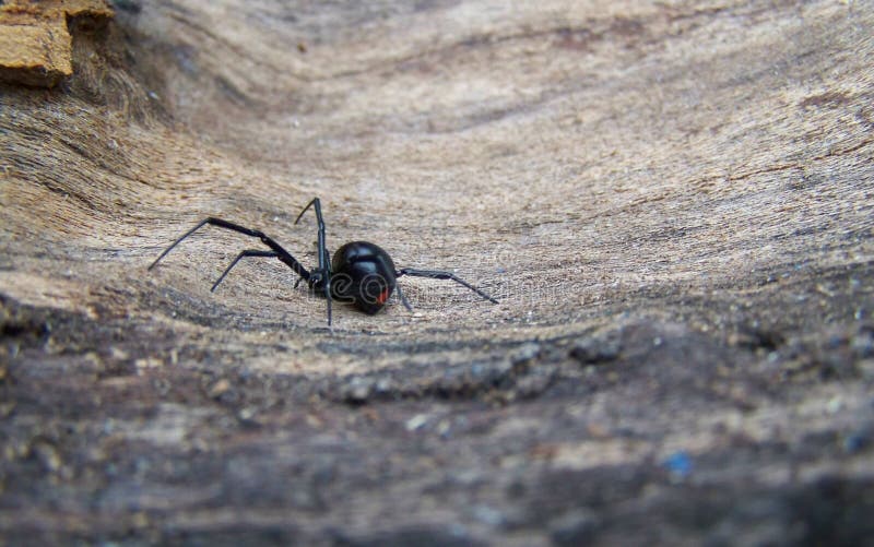 Latrodectism Stock Photos - Free & Royalty-Free Stock Photos from ...