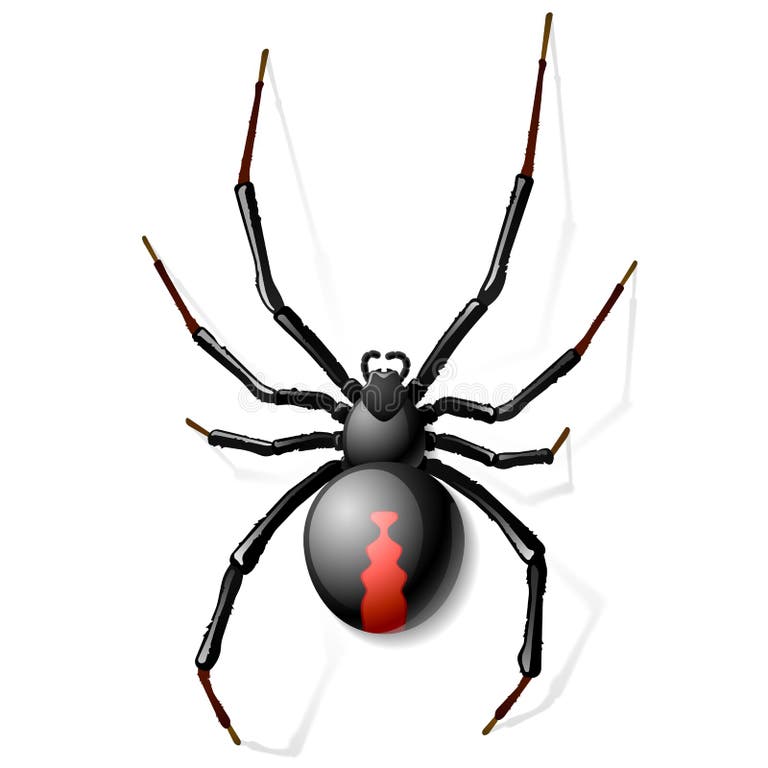 Black Widow Spider Stock Illustrations – 5,053 Black Widow Spider Stock ...
