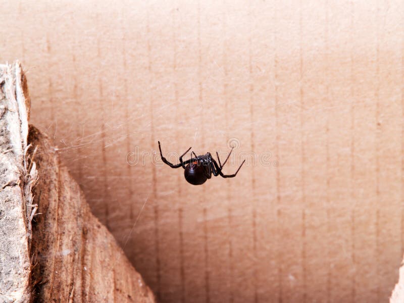 Black Widow Spider Upside Down in Web Stock Photo - Image of black ...