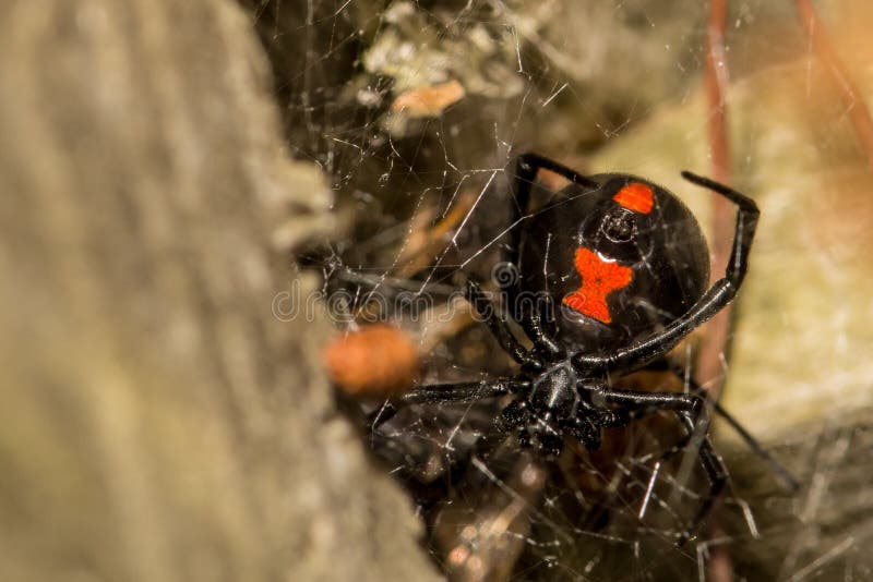 Black Widow Spider stock image. Image of florida, entomology - 36146959