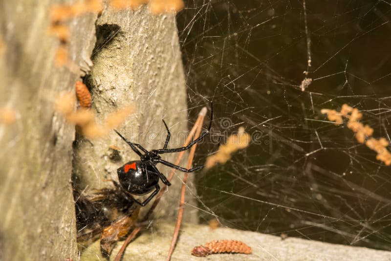Black Widow Spider stock image. Image of florida, entomology - 36146959