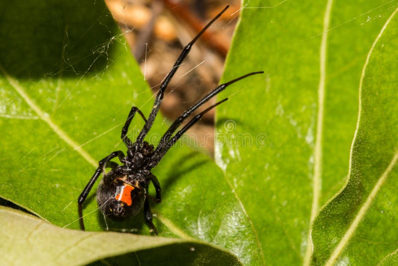 Black Widow Spider stock image. Image of florida, entomology - 36146959