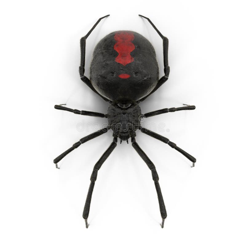 Black Widow Spider 3D Illustration Isolated on White Background Stock ...