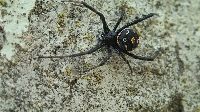 A Spider Moving on Wet Spider`s Web Stock Footage - Video of spiders ...