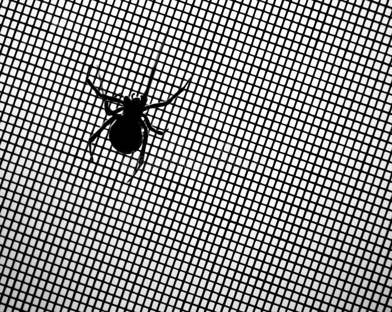Black Widow Spider on Screen Stock Image - Image of jumping, bite: 65615295