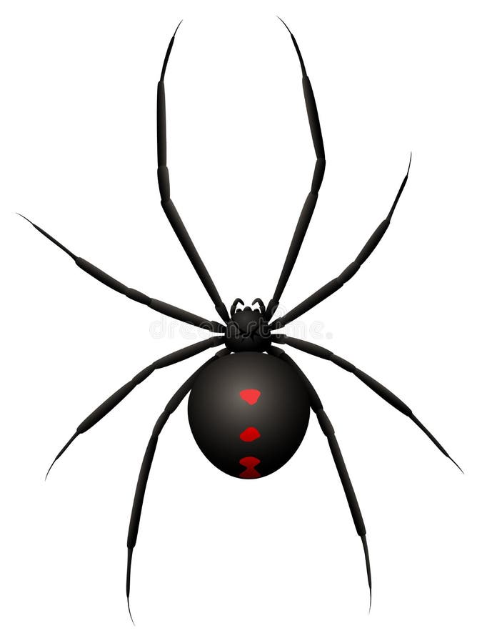 Black Widow Spider, Top View Stock Vector - Illustration of animal ...