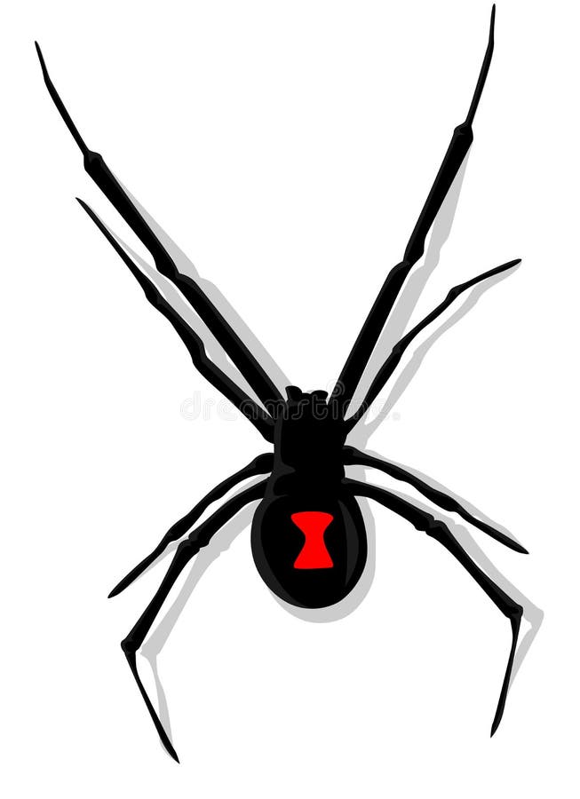 Black Widow Spider stock vector. Illustration of graphic - 44831264