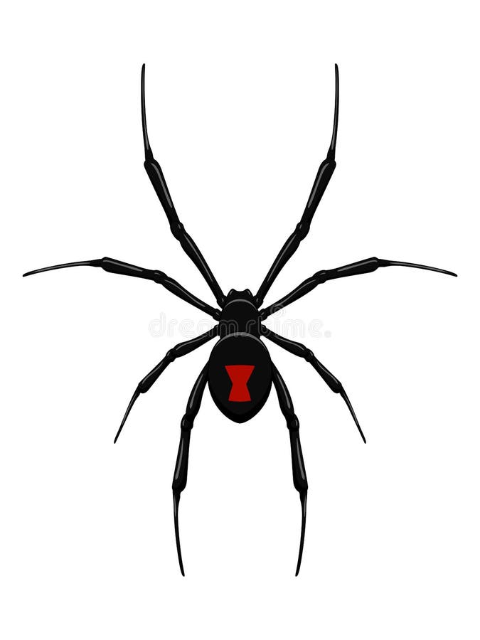 Black Widow Spider Stock Illustrations – 5,055 Black Widow Spider Stock ...