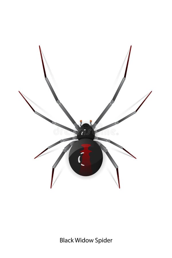Black Widow Spider Red Background Stock Illustrations – 480 Black Widow ...
