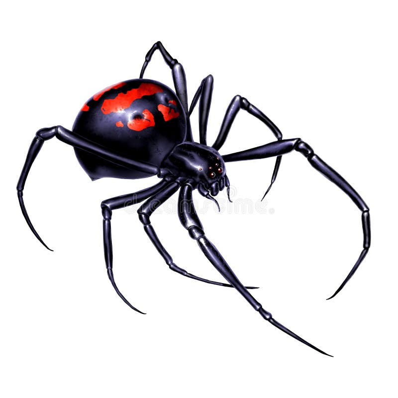 Black Widow Spider Designs