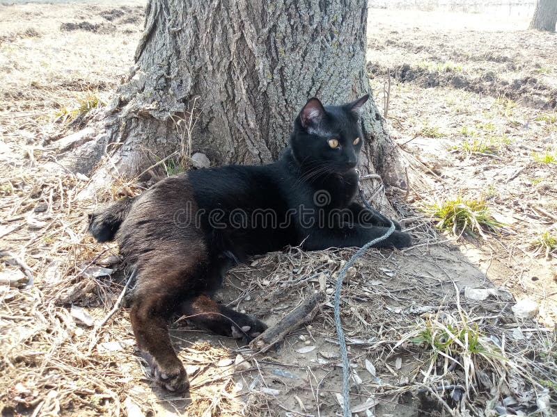 Black in the Wild stock image. Image of manax, black - 143005927