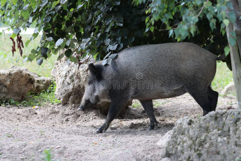 Black Wild Boar in a Farmland Stock Photo - Image of wildlife, animal ...