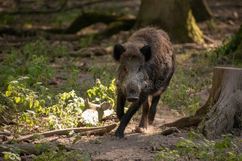 Wild Boar Walking Down a Dirt Road Surrounded by Lush Green Grass Stock ...