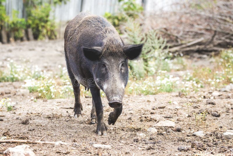 Black wild boar stock photo. Image of little, child, black - 54527584