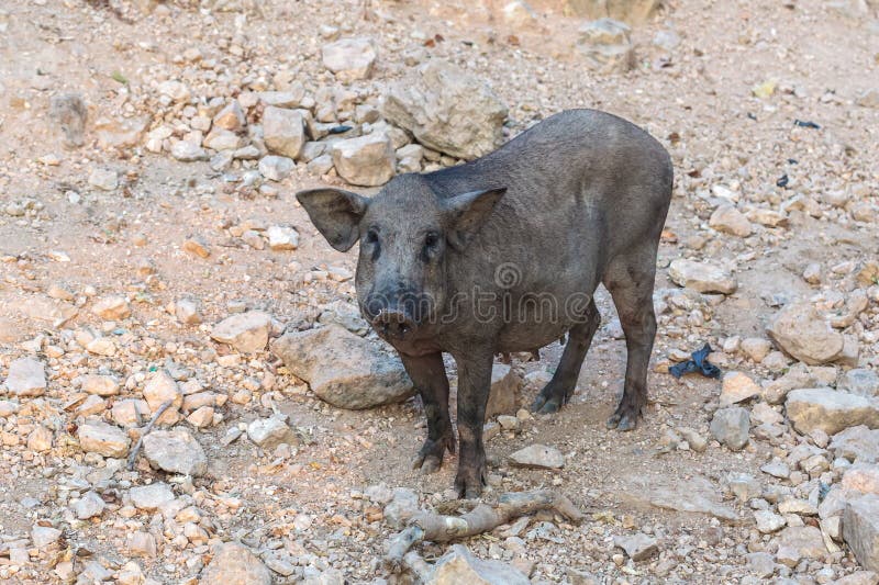 Black wild boar standing stock photo. Image of wildlife - 31334992