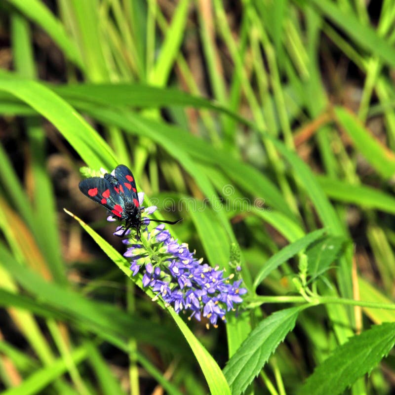 Black Wild Butterfly on Bush Stock Photo - Image of insect, leaf: 80737156