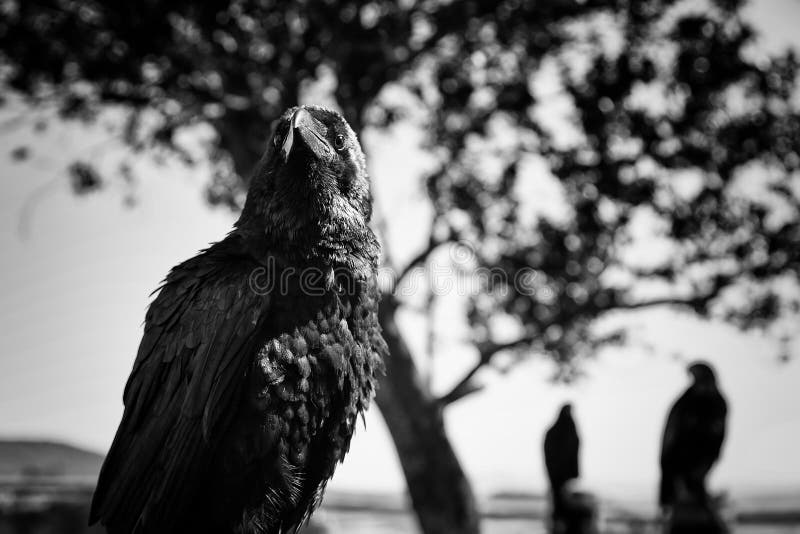 Black wild crow stock image. Image of isolated, black - 177640421