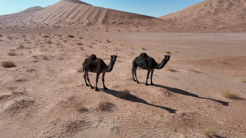 Black Wild Dromedary in Desert of Oman Stock Video - Video of empty ...