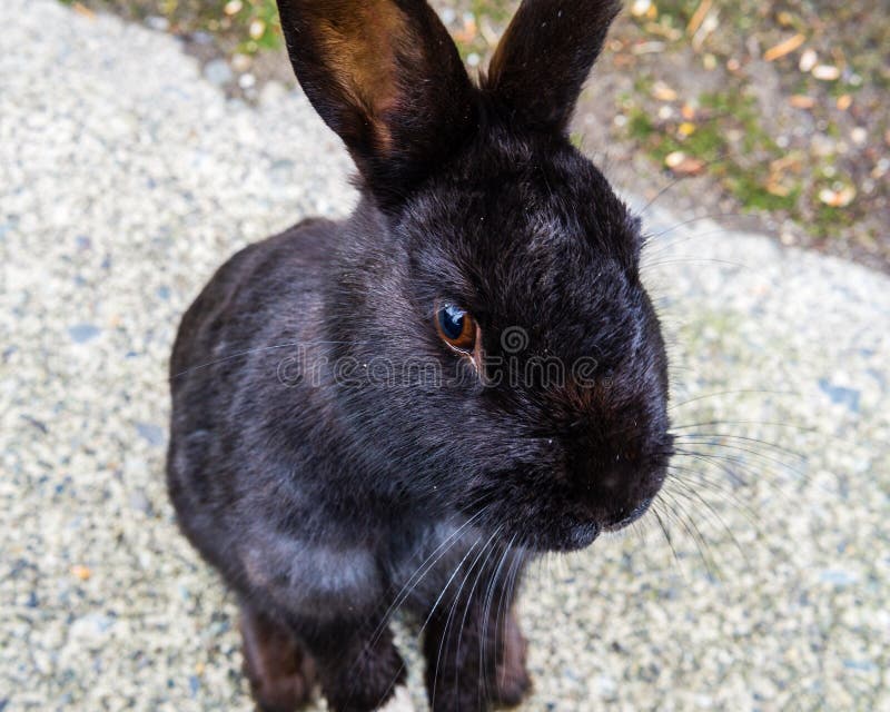 Black Wild Fluffy Rabbit Closeup Standing on Its Hind Legs. Stock Image ...
