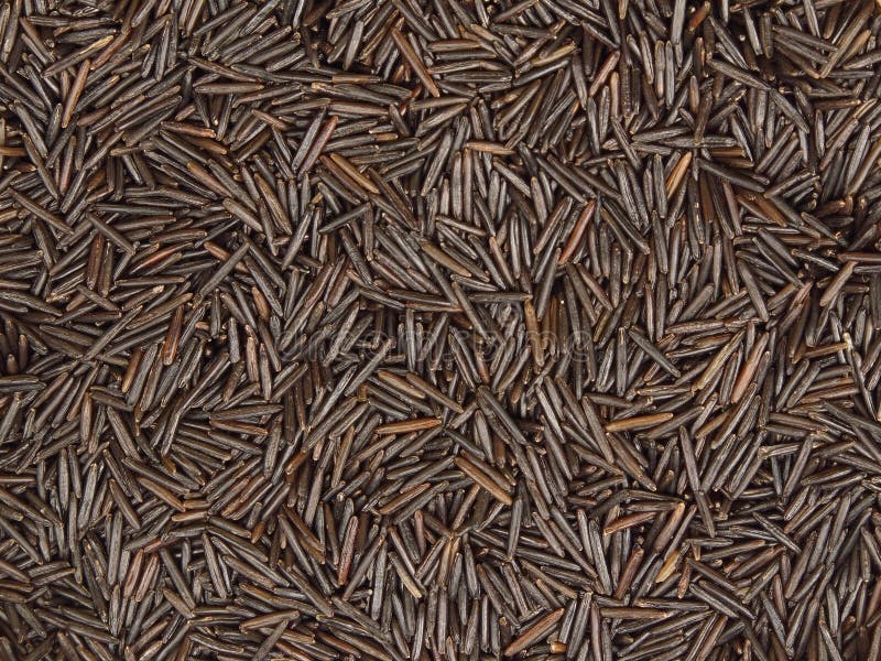 Black, wild rice stock photo. Image of close, crop, macro - 22543314