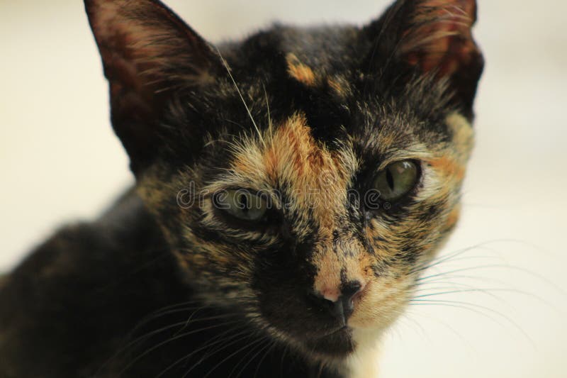 Black Wildcat stock image. Image of look, picc, mammal - 297343581