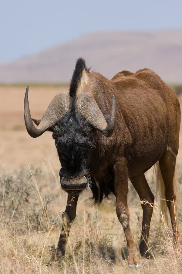 Black wildebeest stock photo. Image of alert, southern - 36652922