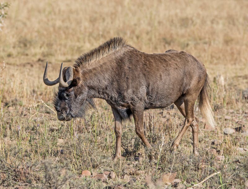 Black wildebeest stock photo. Image of plain, horns - 107646456