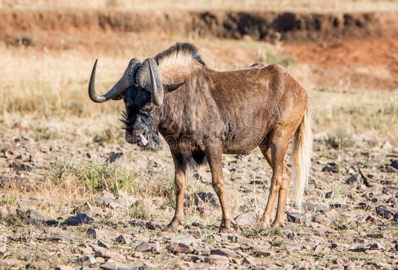 Black Wildebeest stock photo. Image of horns, gnou, black - 92740446