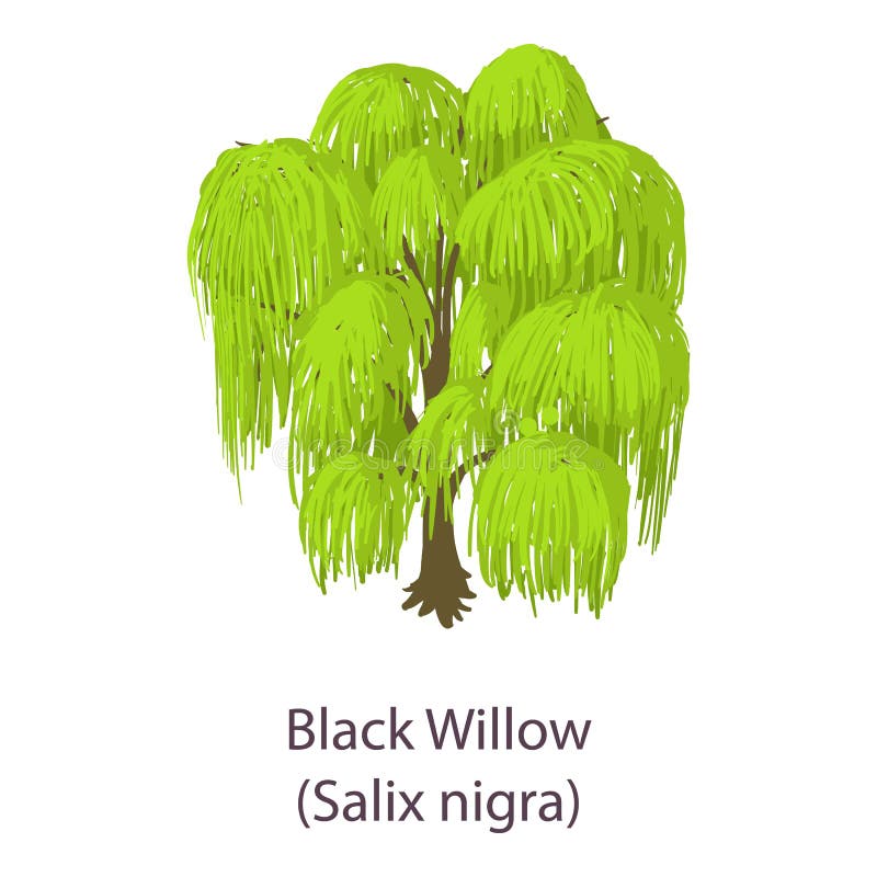 Black Willow Icon, Isometric Style Stock Vector - Illustration of ...