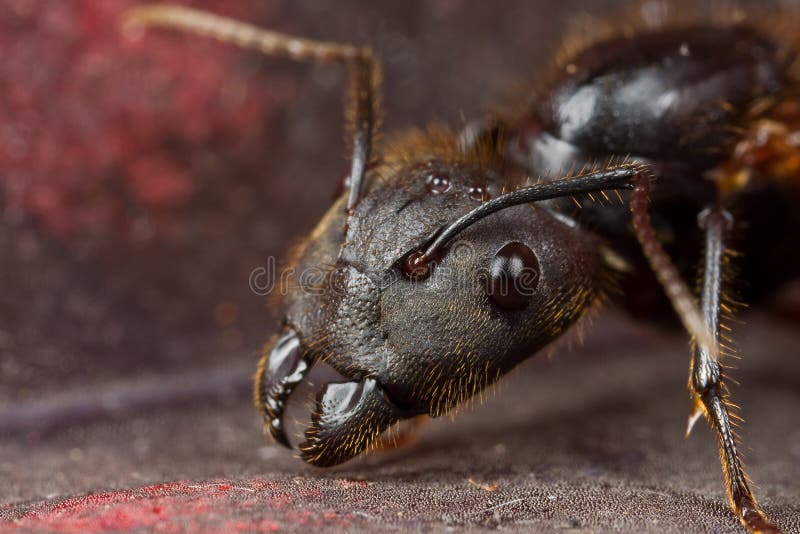 Black Winged Stilt Bird Natural Nature Wallpaper Stock Photo - Image of ...