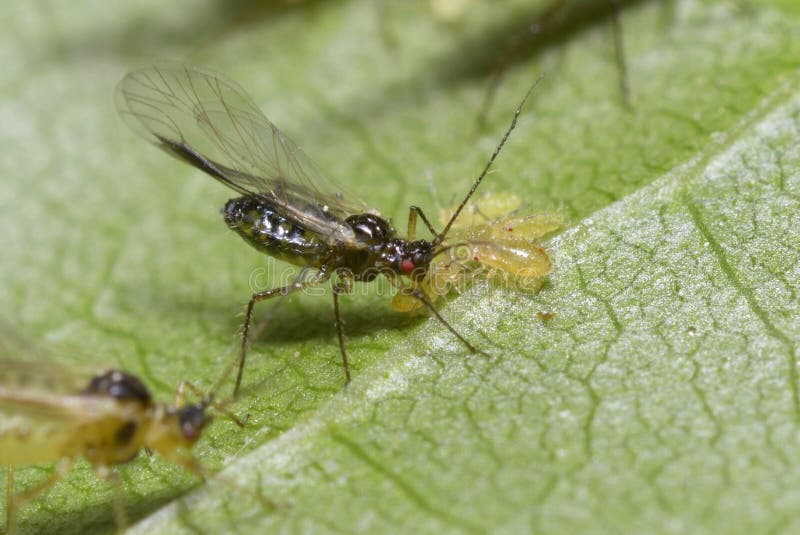 Black Winged Aphid Taking Care of Larvae, Eggs on a Green Leaf Stock ...