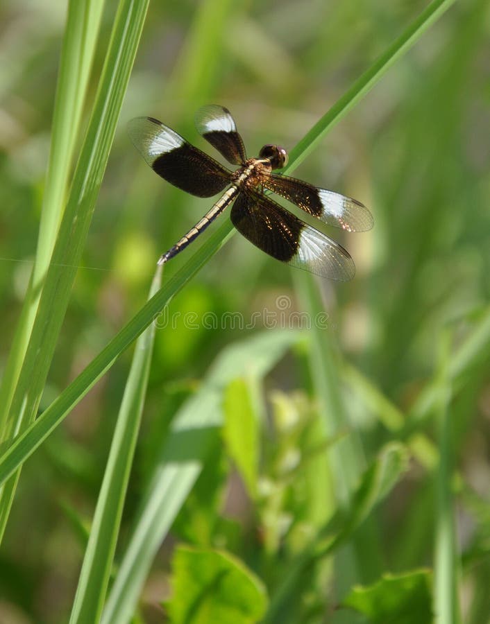 Black winged dragonfly stock image. Image of black, wild - 13042039