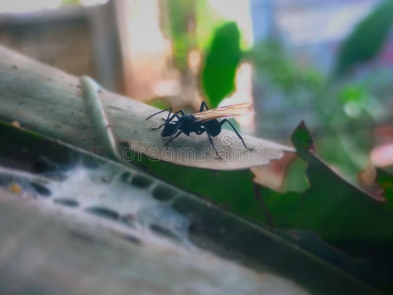Black Winged Insects on Leaves Seen from the Side Stock Photo - Image ...