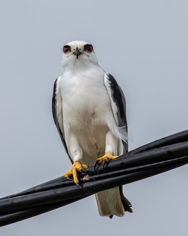 Black-winged Kite Also Known As a Black-shoulder Kite Eagle Stock Photo ...