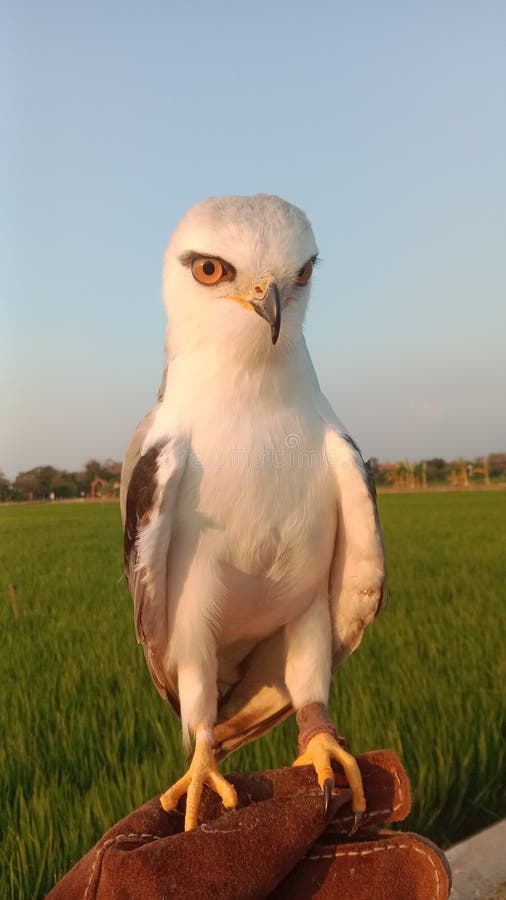 Black Winged Kite, Animals, Falkons, Animals Stock Photo - Image of ...