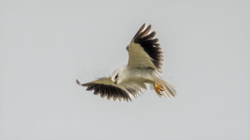 Black-winged Kite (Elanus Caeruleus) Flying in the Sky Stock Photo ...