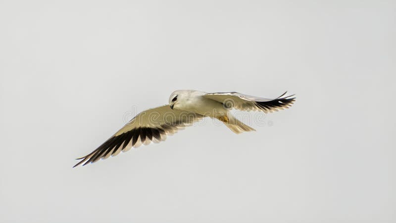 Black-winged Kite (Elanus Caeruleus) Flying in the Sky Stock Photo ...