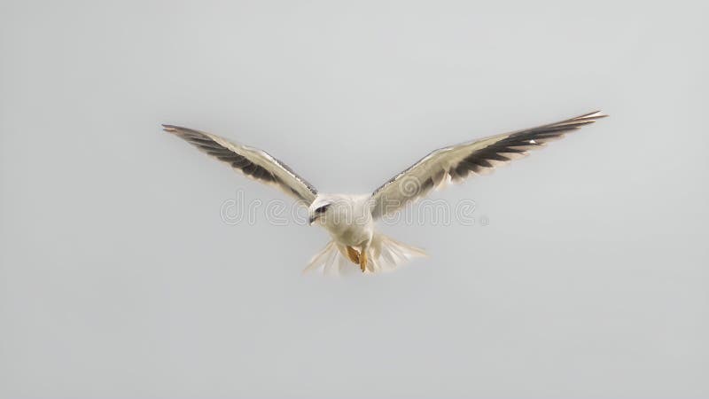 Black-winged Kite (Elanus Caeruleus) Flying in the Sky Stock Photo ...
