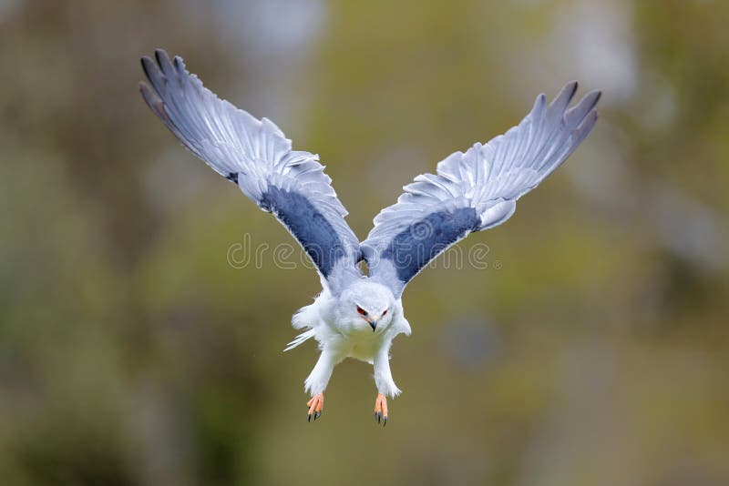 Black-winged kite flying stock image. Image of raptor - 219020955